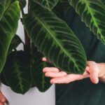 Botanicokitchen.com – Botanico Kitchen